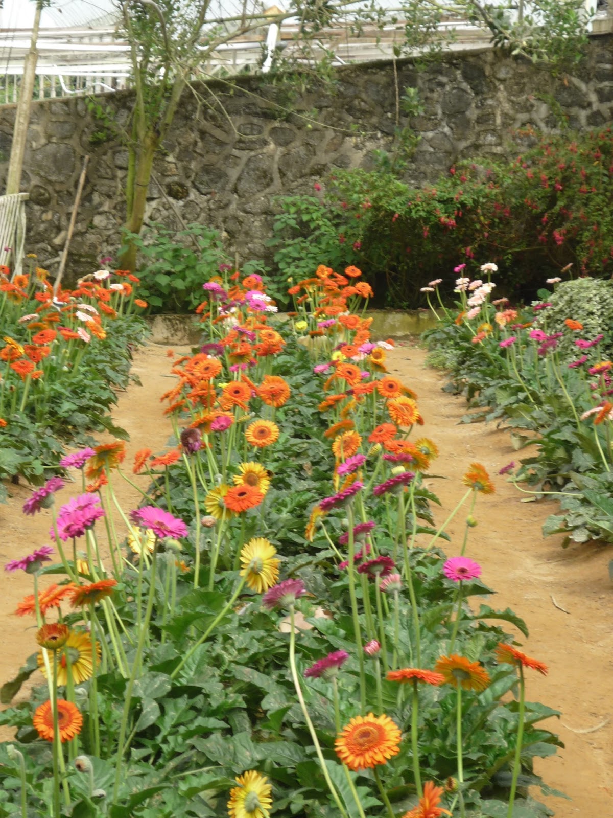 Our Journey : Pahang Cameron Highland - Kampung Raja Green View Garden Farm