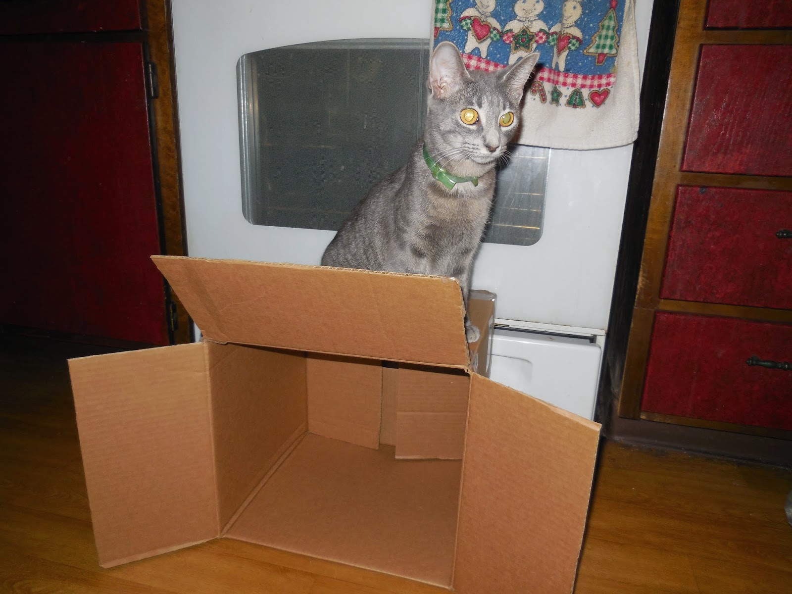 ThriftyTreeHuggary: DIY Upcycled Kitty Cubicle