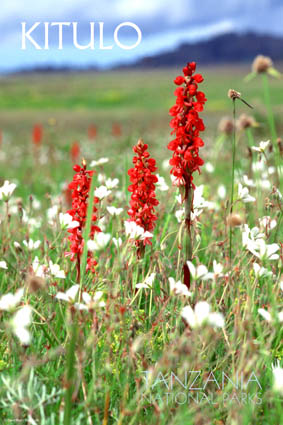 Paka Adventures: Kitulo… the surprising “Serengeti of flowers”!