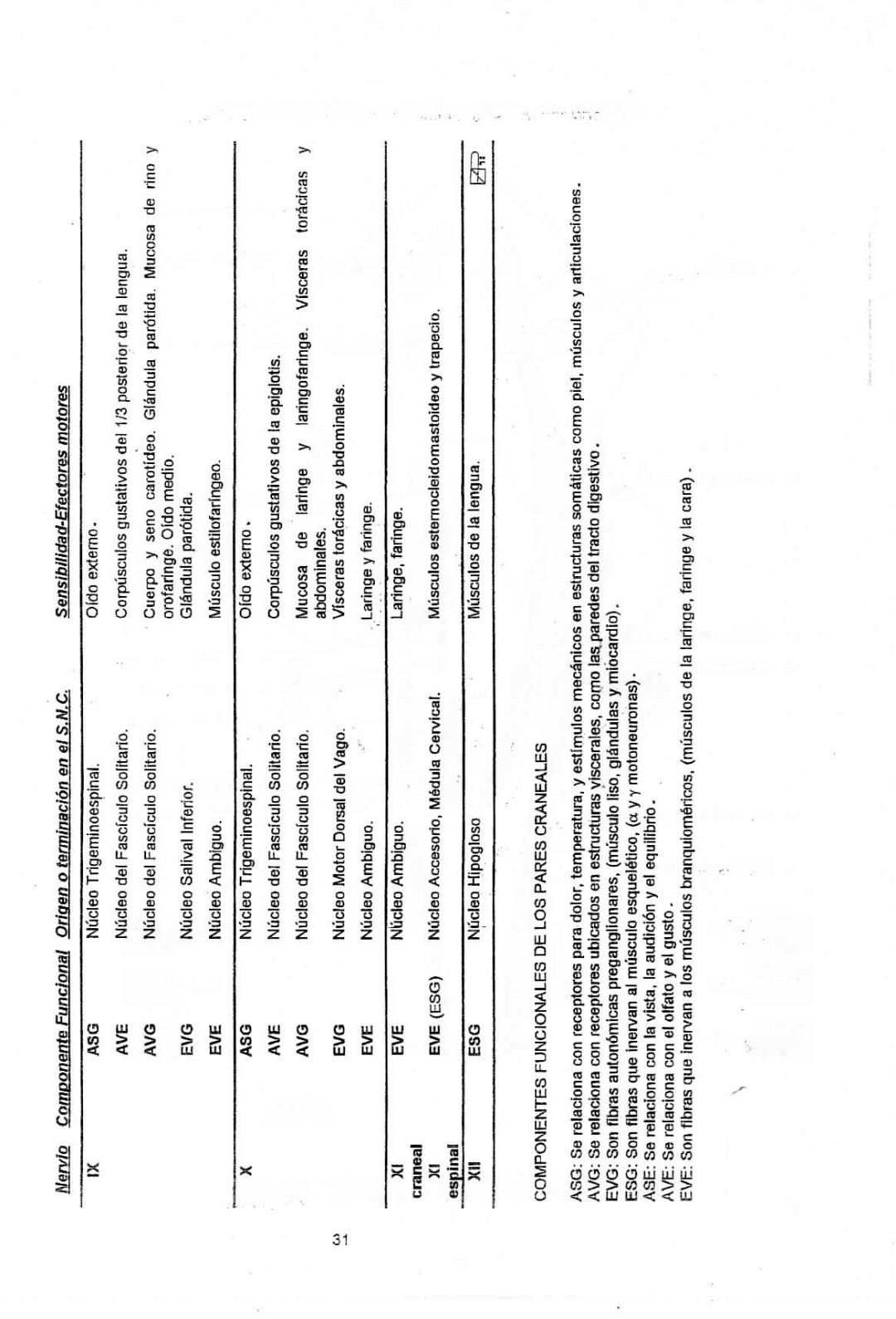 Estudiante de medicina : Apunte de neuroanatomia de Forlizzi Pro