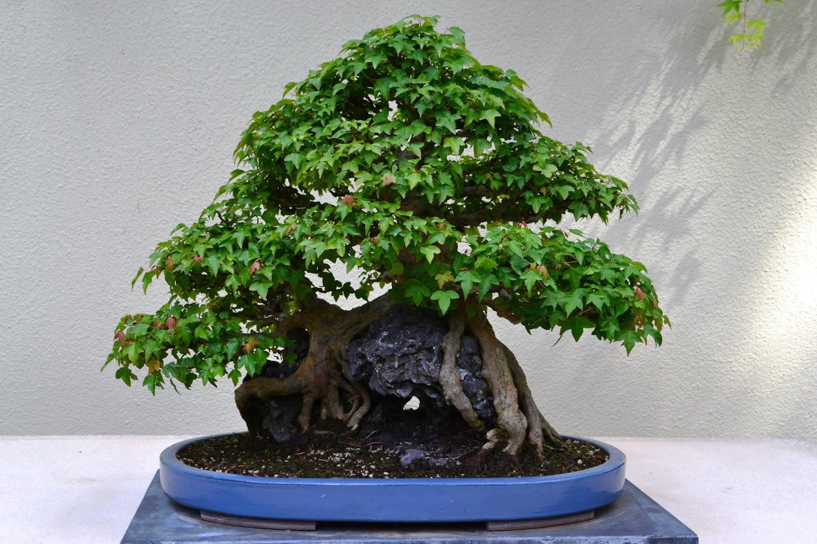 Linda Letters:: The Pacific Bonsai Museum