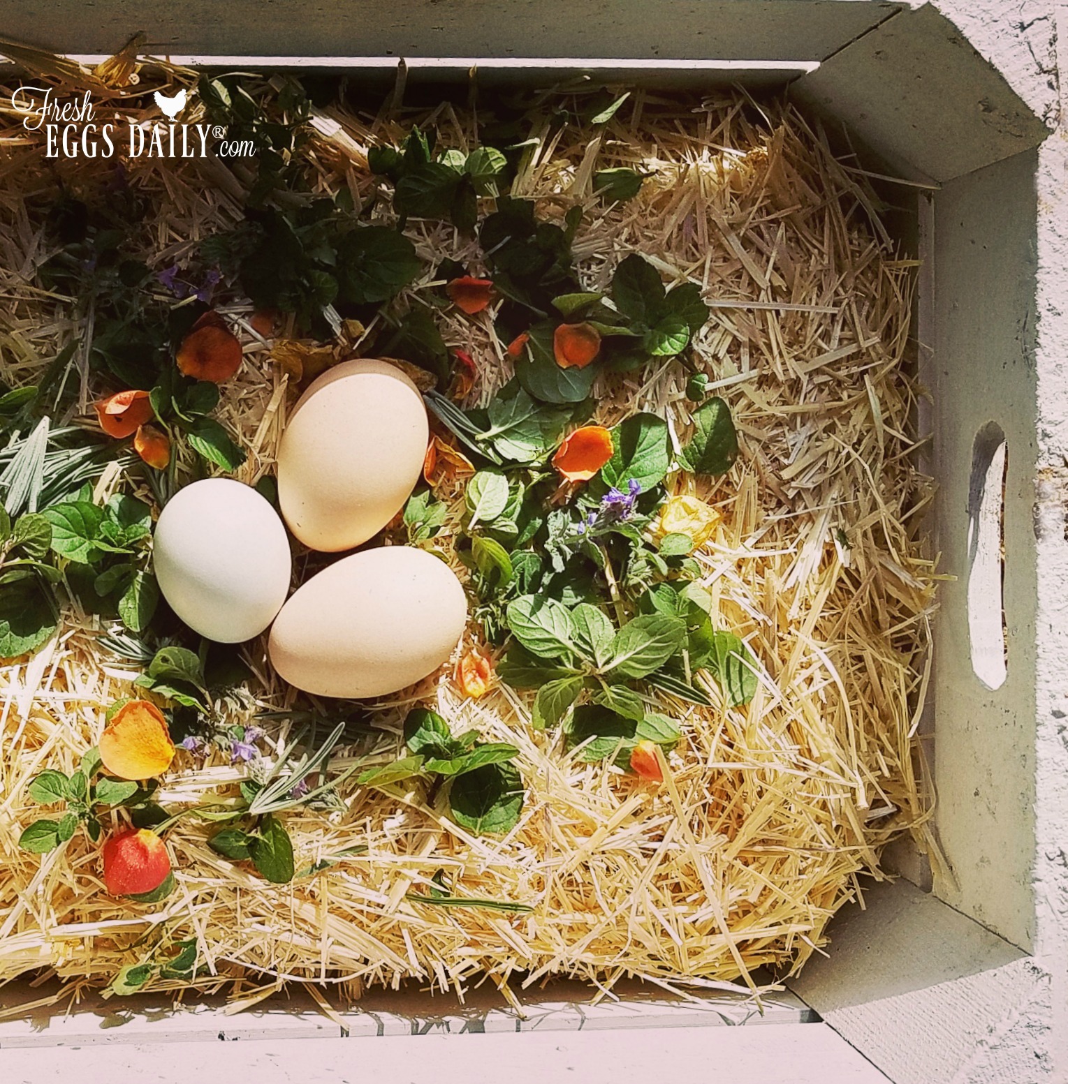 The Basics of Natural Chicken Keeping - Fresh Eggs Daily® with Lisa Steele