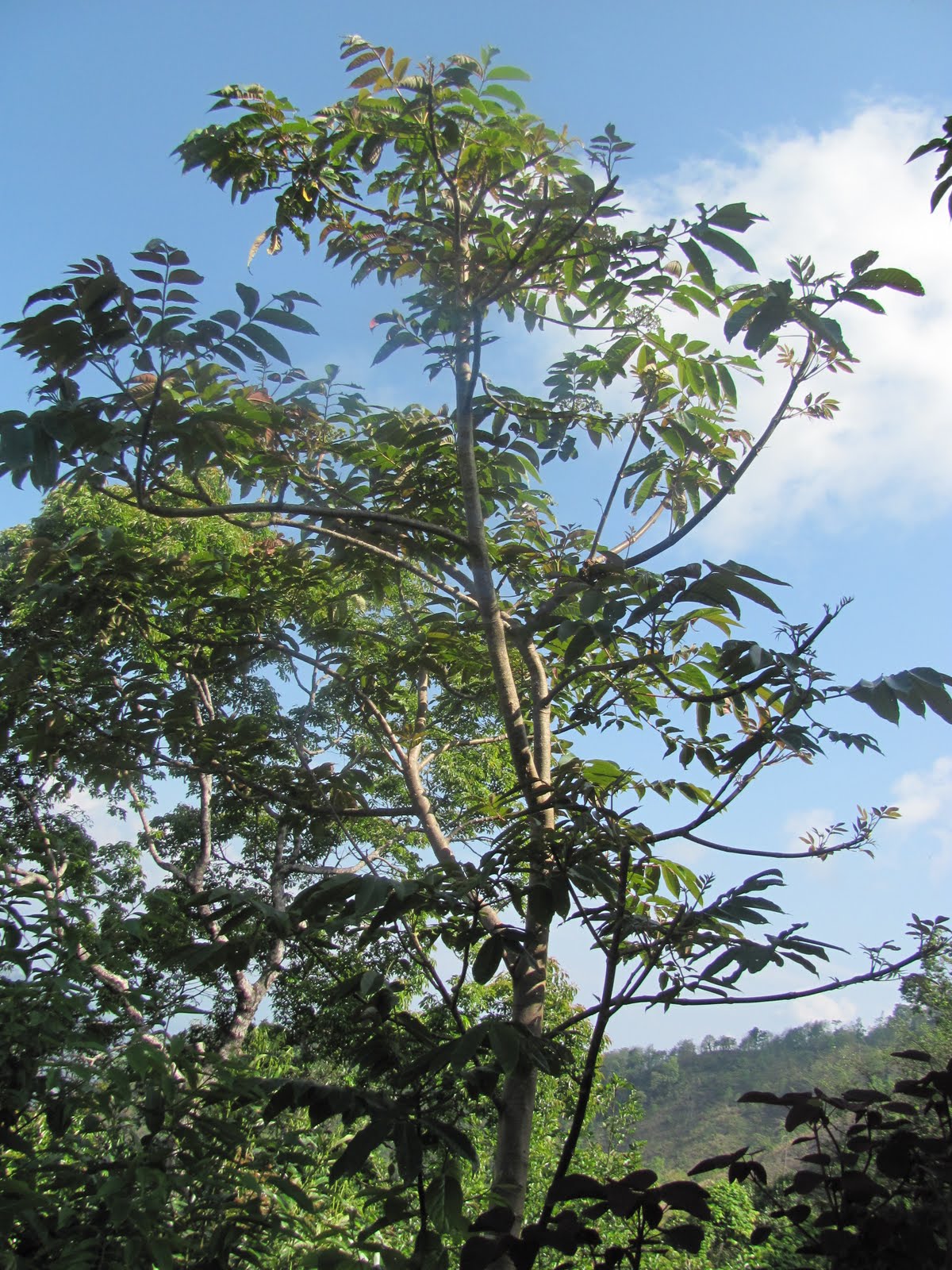 Village View: Local trees of Nagaland
