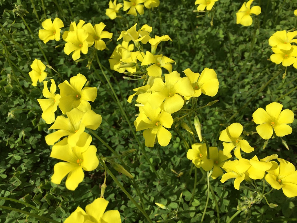 DIVAGAR SOBRE TUDO UM POUCO - Poemas, Flores, Pinturas, Férias: Flores ...