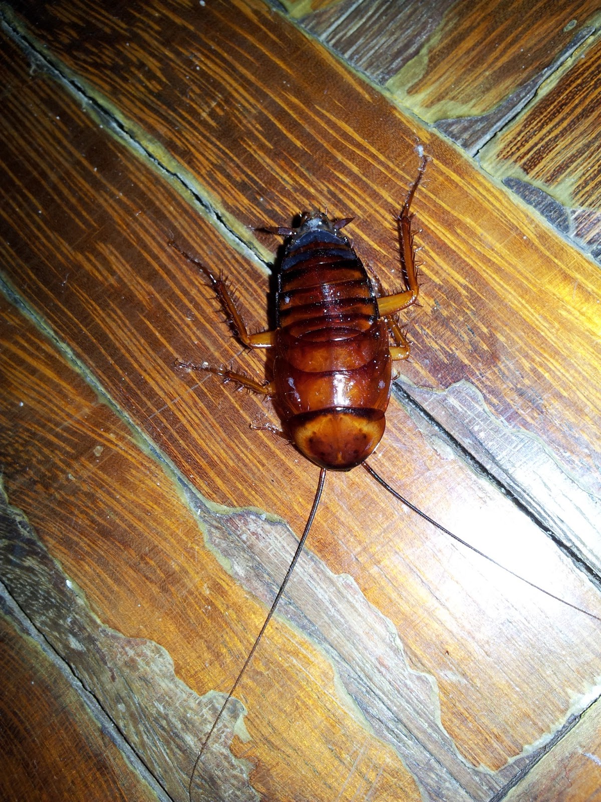 Lai's Natural Beauty and Health: The Cockroach. You hate it. I love it.