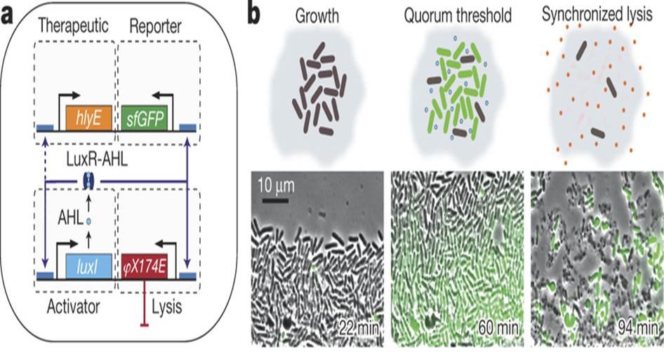 Curiosidades de la Microbiología: Bacterias kamikazes para acabar con ...