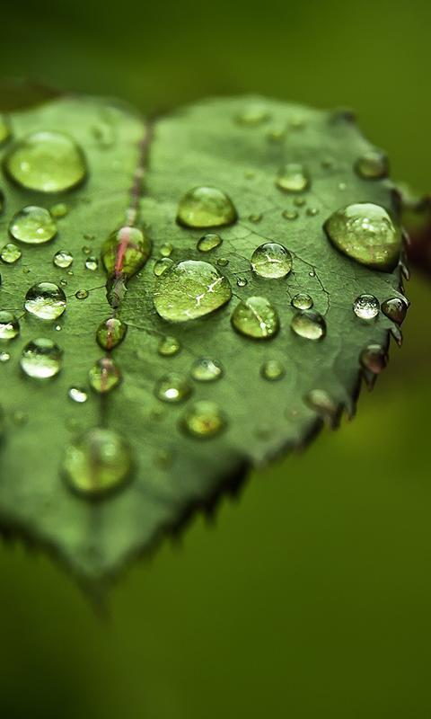 Frunza - dictionar de epitete online - diane.ro