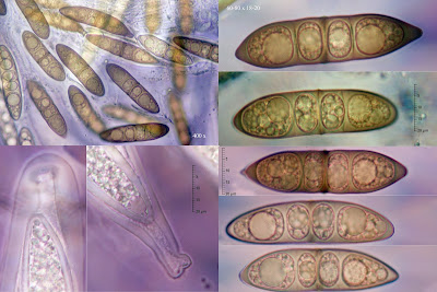 Massaria inquinans (Tode) De Not. • CEMAS Orden Pyrenulales