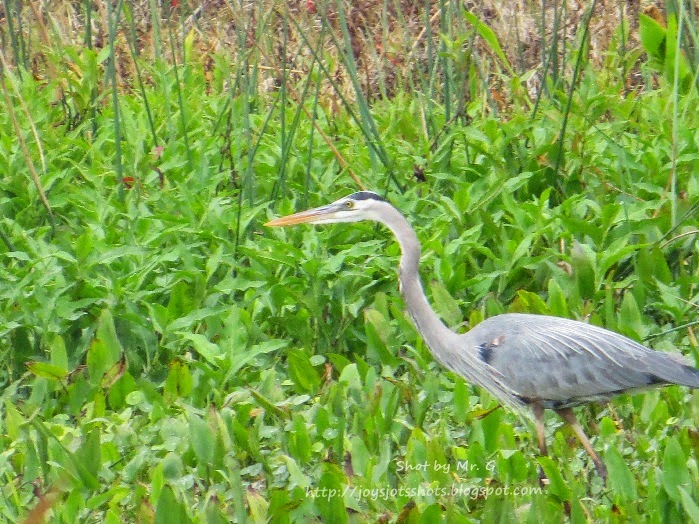 Joy's Jots, Shots & Whatnots: Wordless Wednesday #119 ~A Drive Thru ...