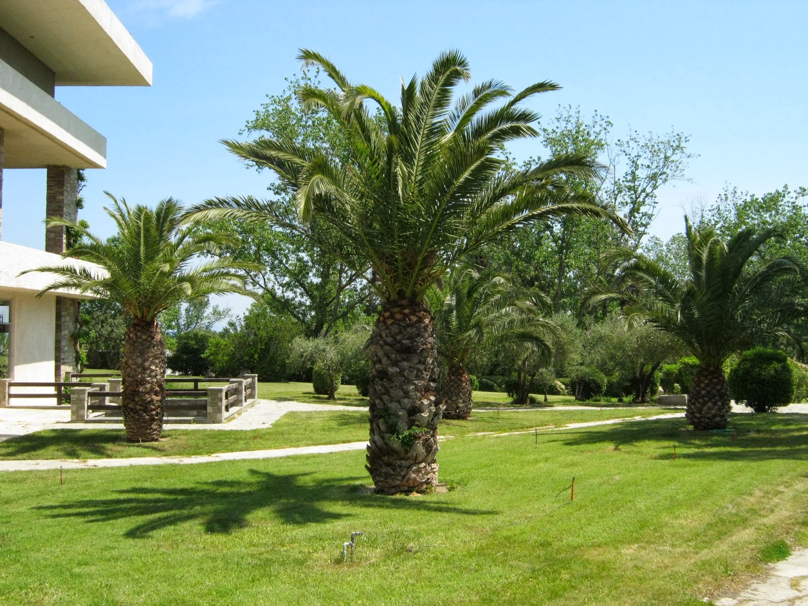 ROUA: GRADINI MODERNE