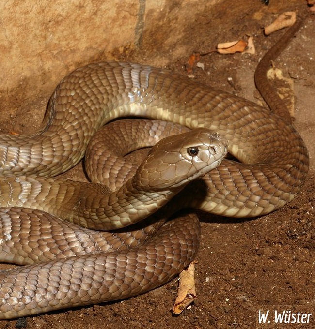 Species New to Science: [Herpetology • 2007] Naja ashei • Get An Eyeful ...