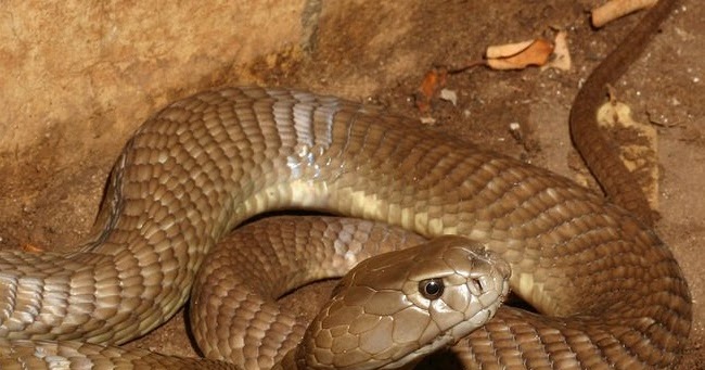 Species New to Science: [Herpetology • 2007] Naja ashei • Get An Eyeful ...