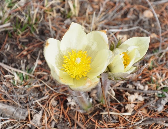 LOPHOPHORA: Mongolian wildflowers - information on the peyote cactus et ...