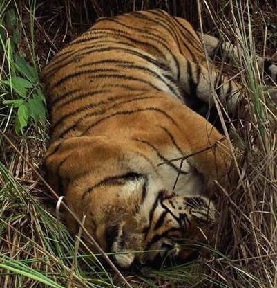 mazoomdaar: Machli: Death of a tiger legend