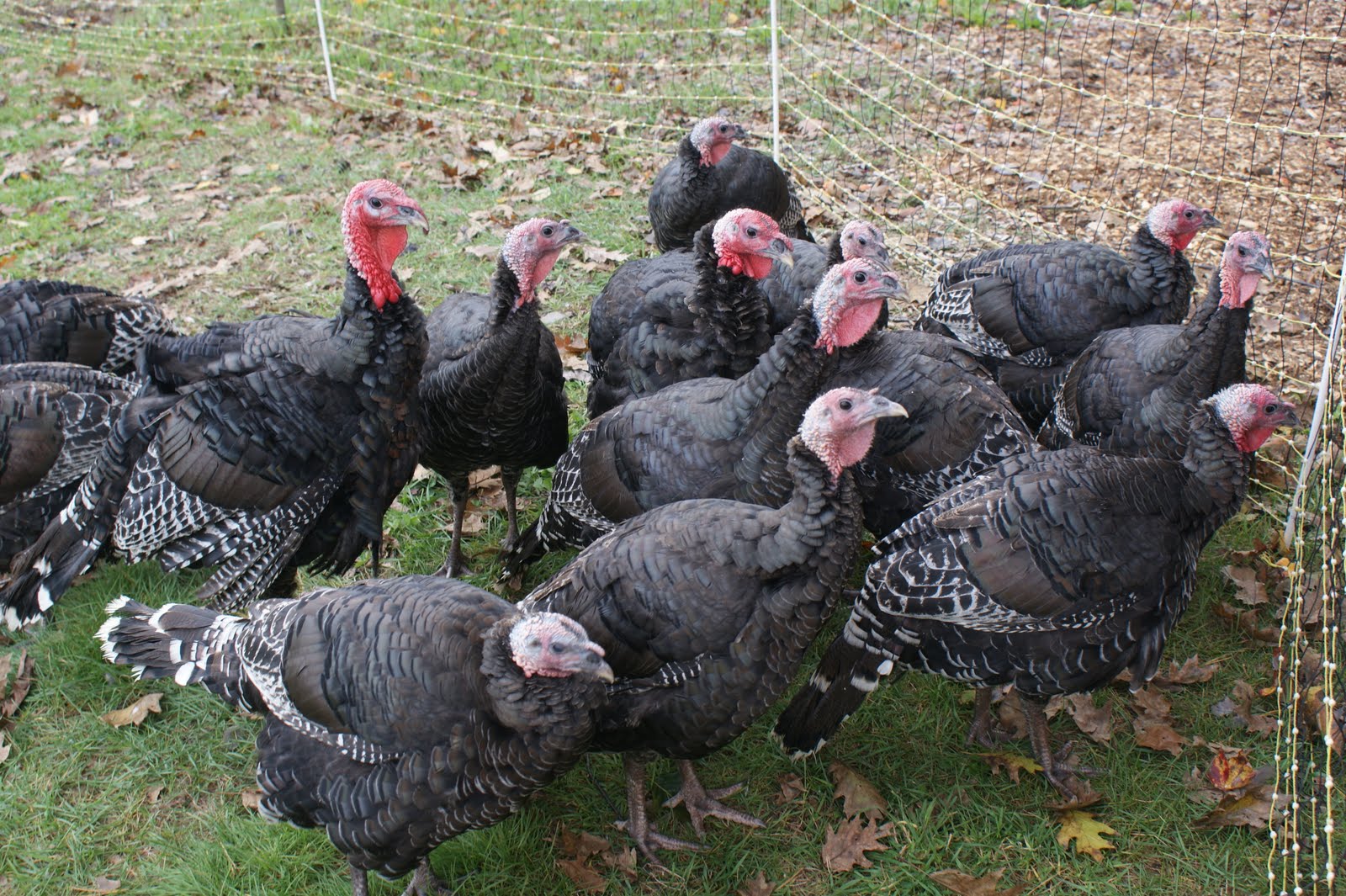 Broadturn Farm: Turkey 101