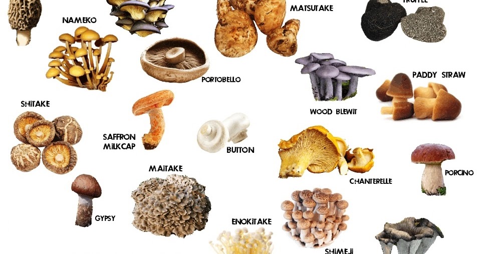 Helpdesk Mushroom: Types of Mushroom