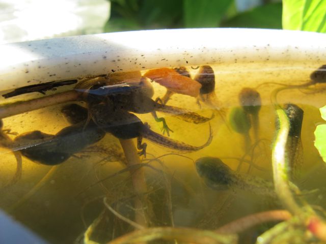 Julie Zickefoose on Blogspot: The Tadpole Project: Followup