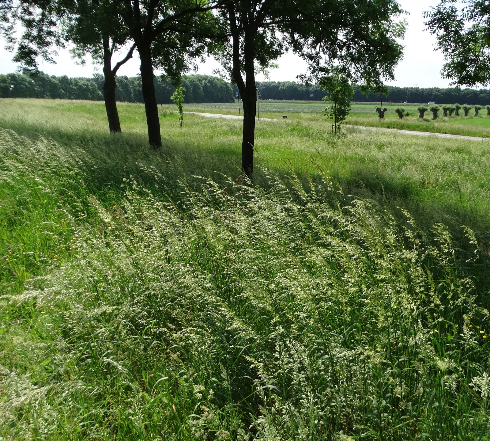 oog voor de natuur: Gewone glanshaver ( Arrhenatherum elatius subsp ...