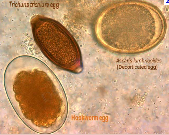 The Cat Practice, Birmingham Michigan: Why we ask for Stool samples