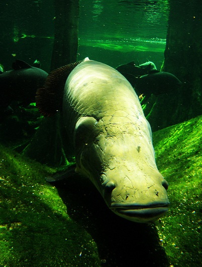 Animals of the world: Arapaima