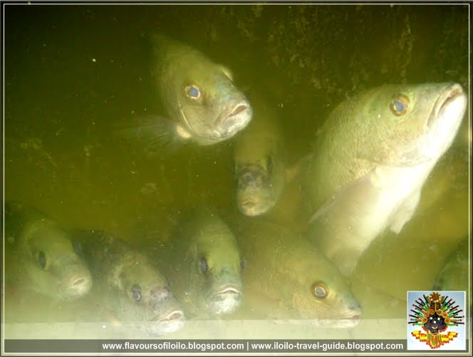 A fish called managat