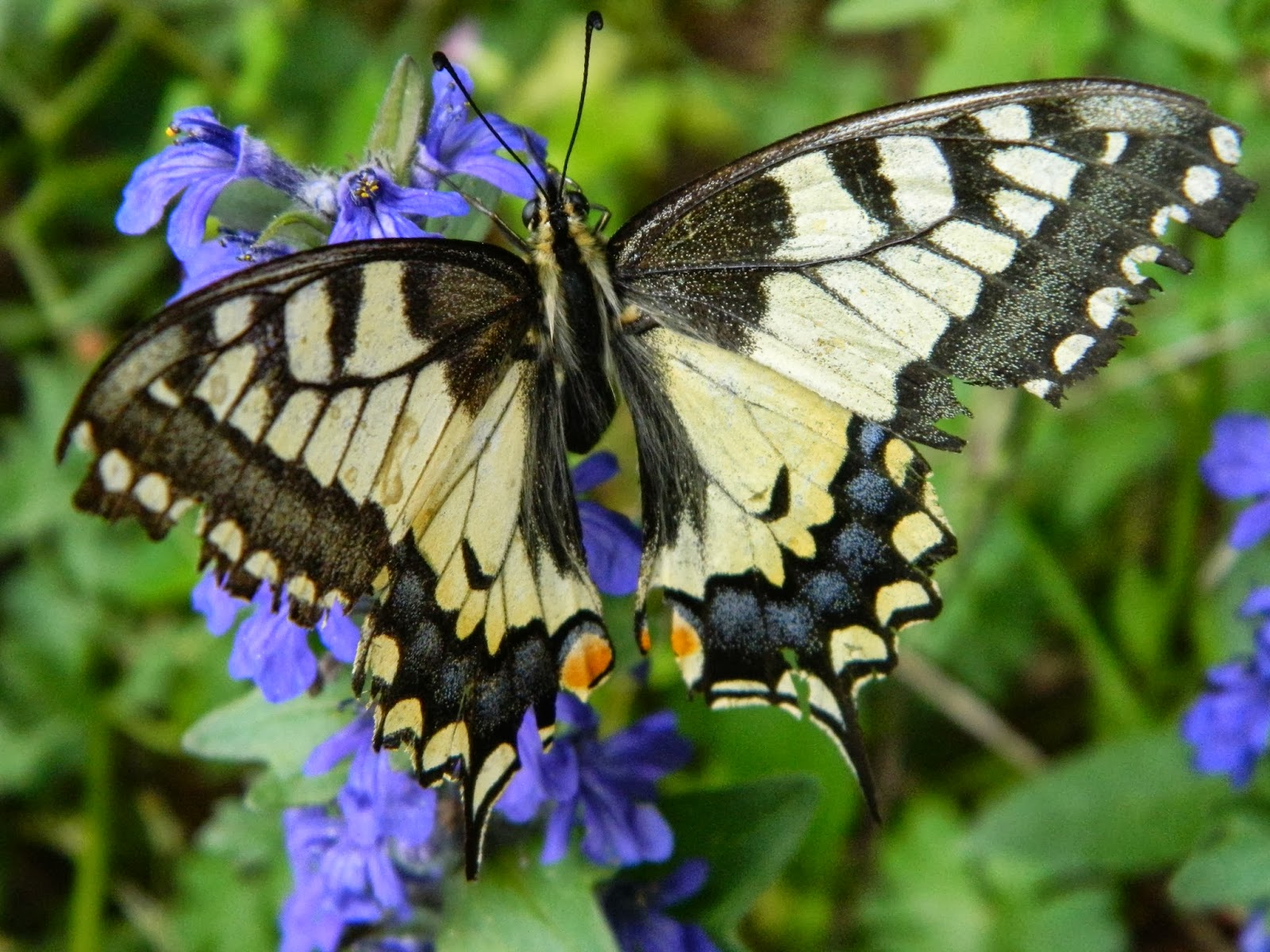 Terep-járó: 2013. legszebb pillangó-fotói