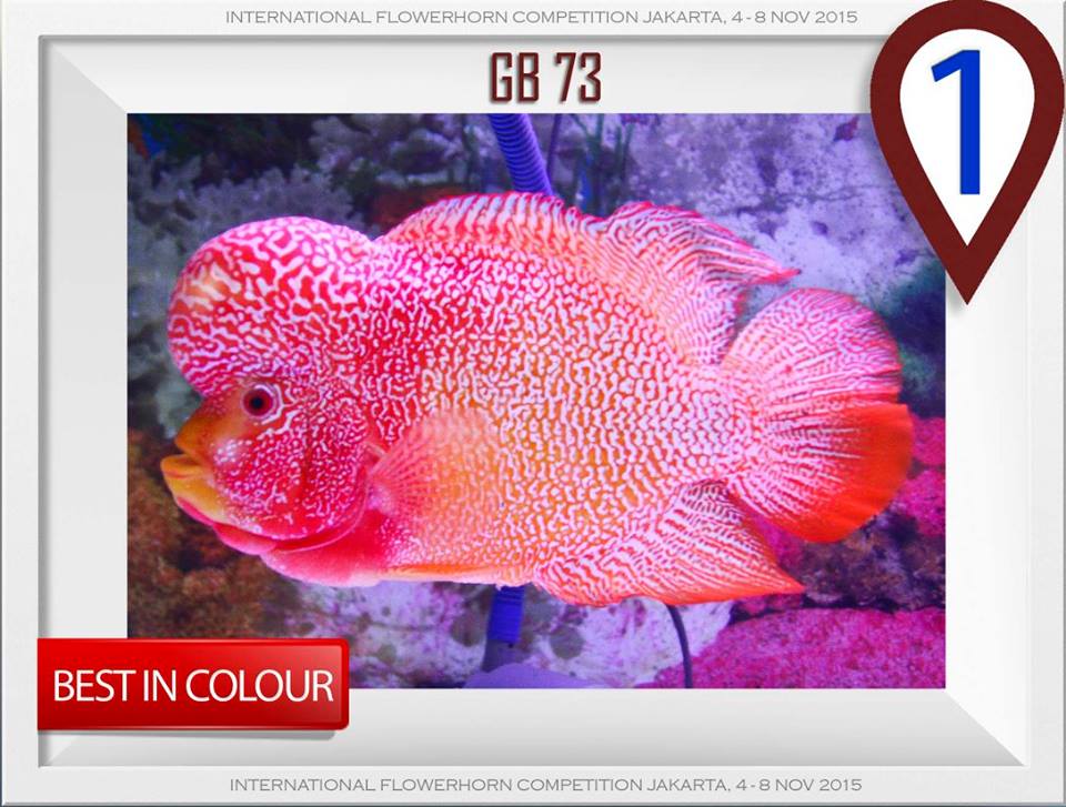 Pedoman Kriteria Penilaian Louhan Perhimpunan Pecinta Louhan Indonesia ...