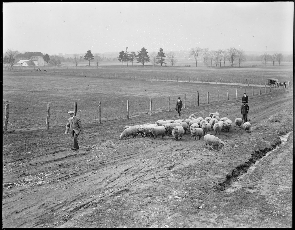 34 Fantastic Photos Capture Farm and Domestic Life of Boston from ...