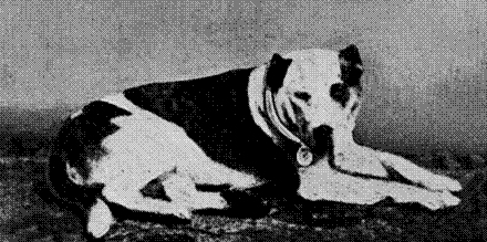 Famous Dogs in History: Jack: Civil War Dog Hero and POW