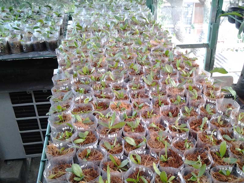 Cara Menanam Bibit Anggrek Dari Botol Dan Perawatannya