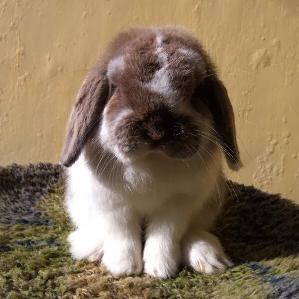 Mengenal Jenis-jenis Kelinci Hias - Kelinci John Java