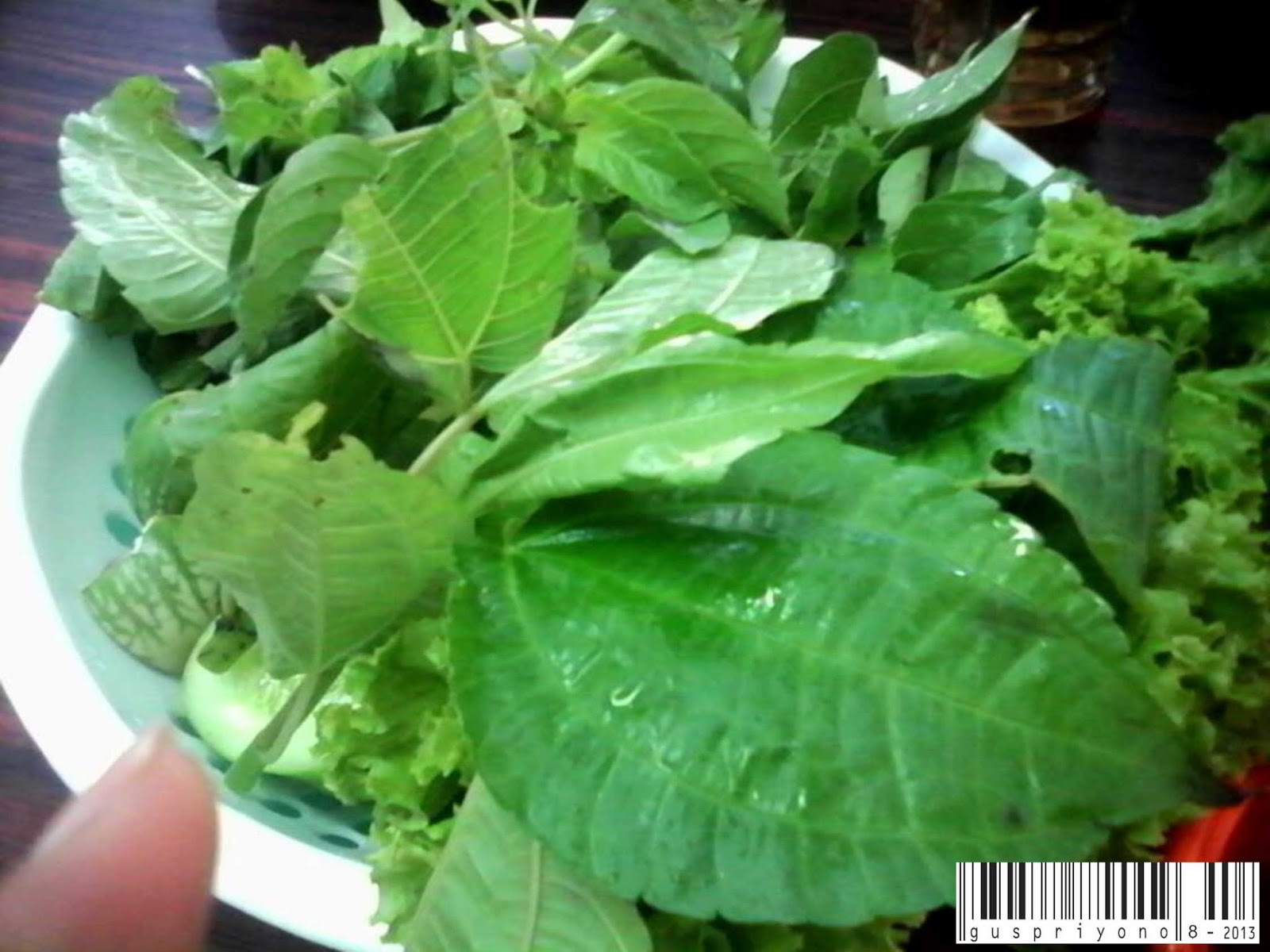 Manfaat Daun Poh Pohan (Pilea Trinervia) | Juragan Dodoll