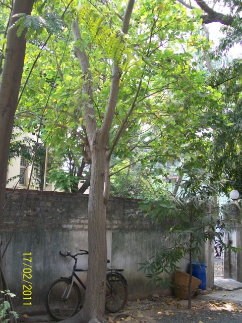 Prakruti -Mother Nature: Indian Coral tree-Mandara