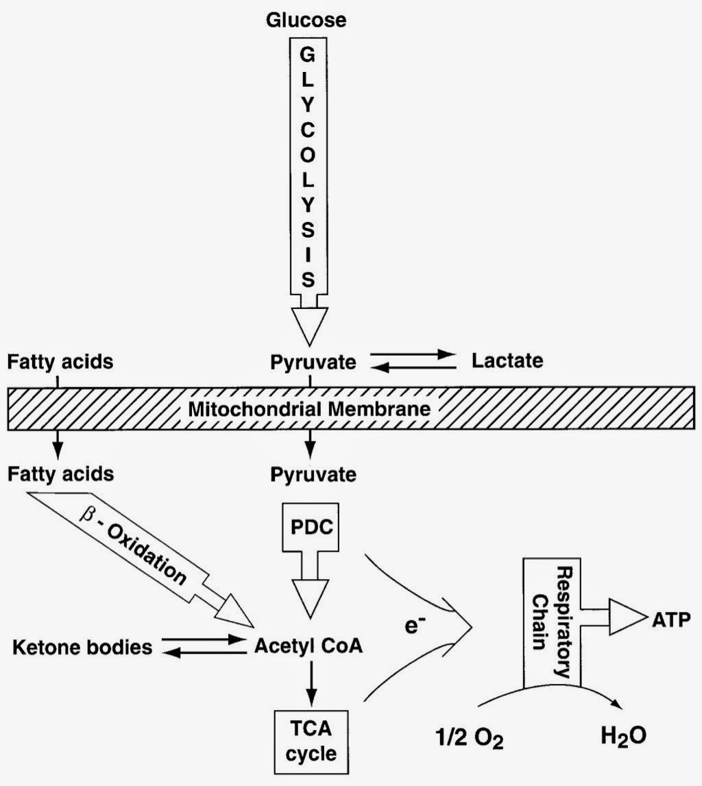 Ketogenic Solution: How does PDCD affect the individual?