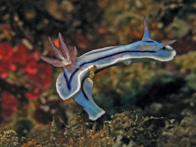 A Sea Slug Symphony | The Ark In Space