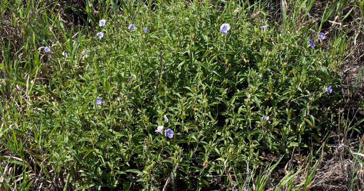 Variety of Life: Barleria