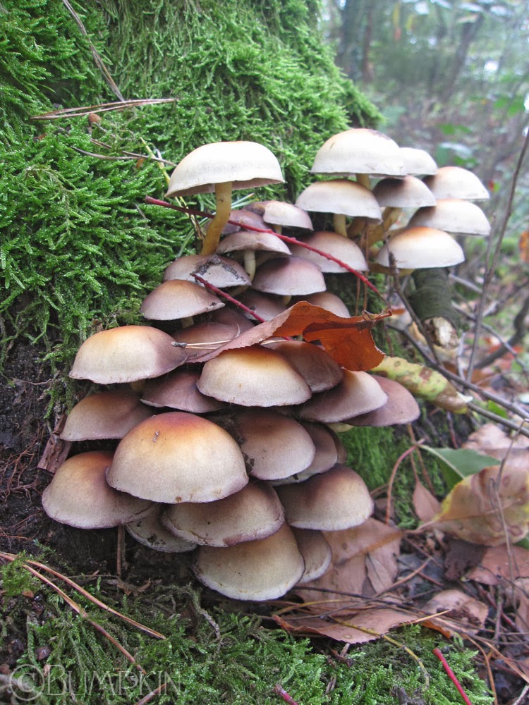 Bumpkin Bears and Friends: Toadstool Party