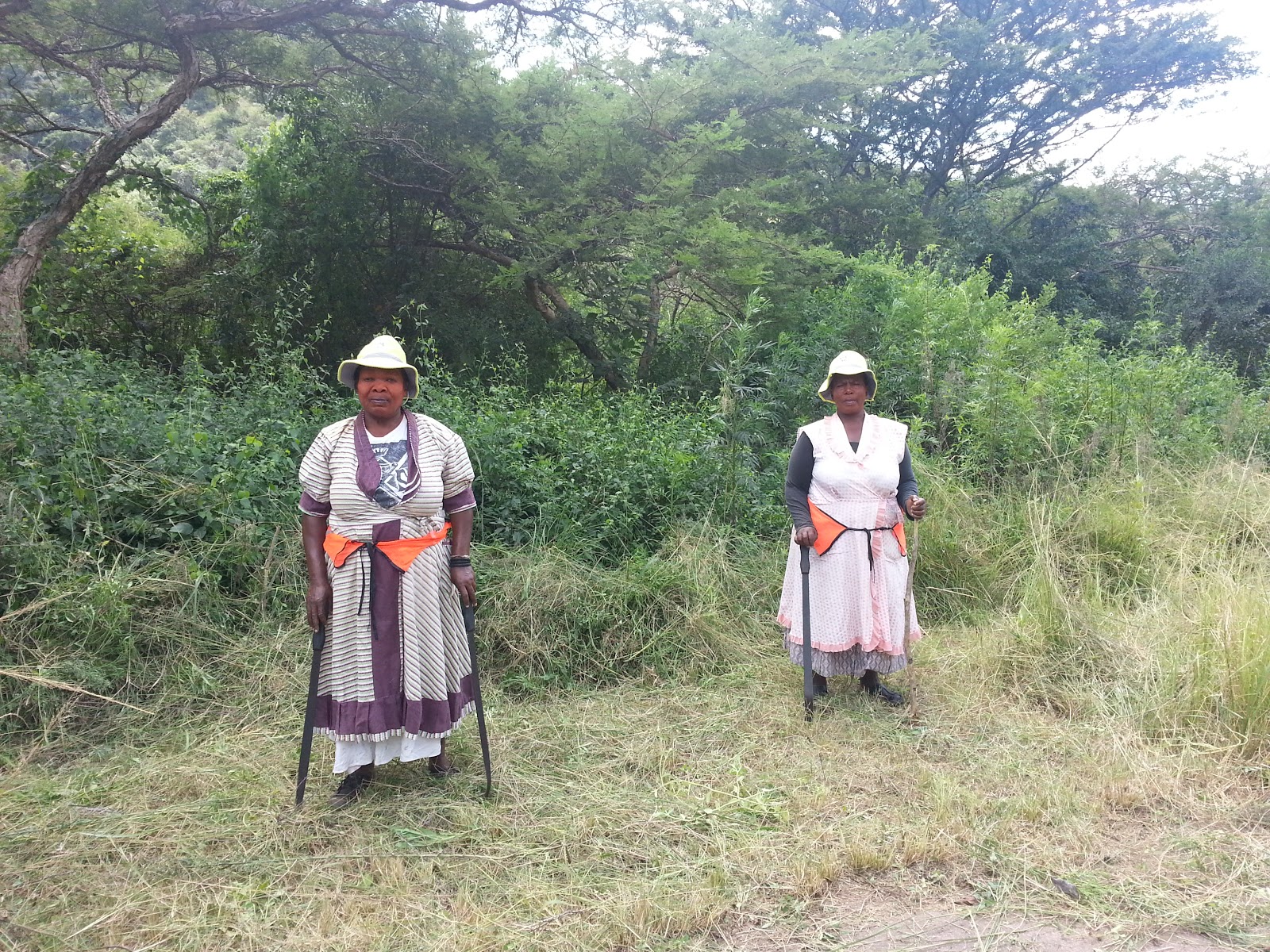 Amadumbe or Madumbis: a Traditional Harvest of Rural KwaZulu-Natal