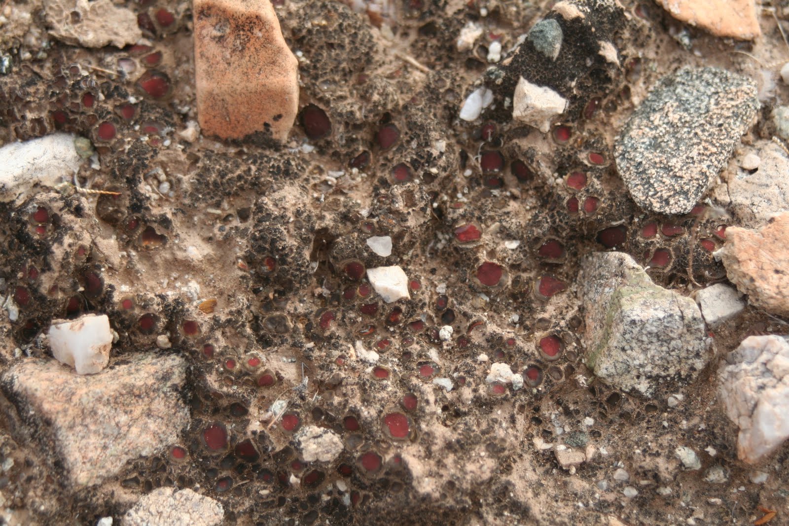 Practical Biology: science for everyone: Cryptobiotic Crusts: What's a ...