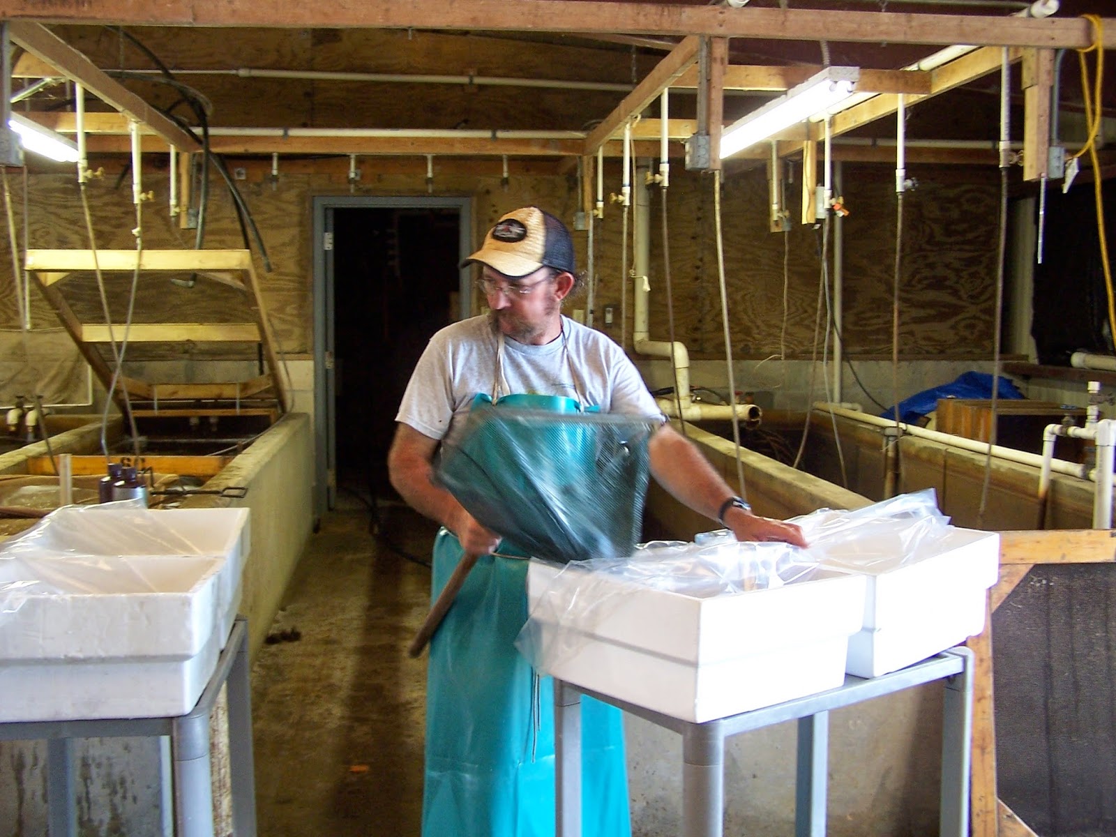 Simply Living: Weed-eating fish cleaned our lake