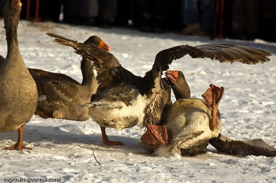 Breed Savers: Steinbacher Geese