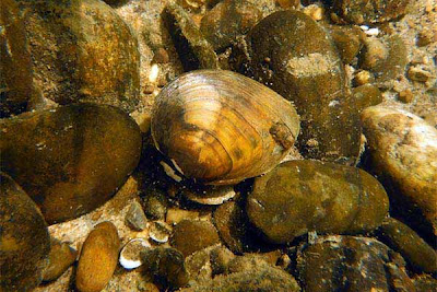 Northeast Ecological Services: Pa. mussels help restore streams in Ill ...