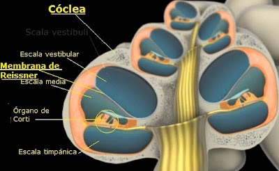 Pharmacology Sciences: Reissner Membrane