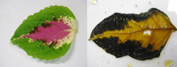 #39 Photosynthesis investigations - Principles and Starch test ...