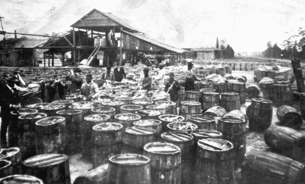 Our Nature: Turpentine History Display at Coffee State Park