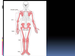 Biology: Support and Locomotion