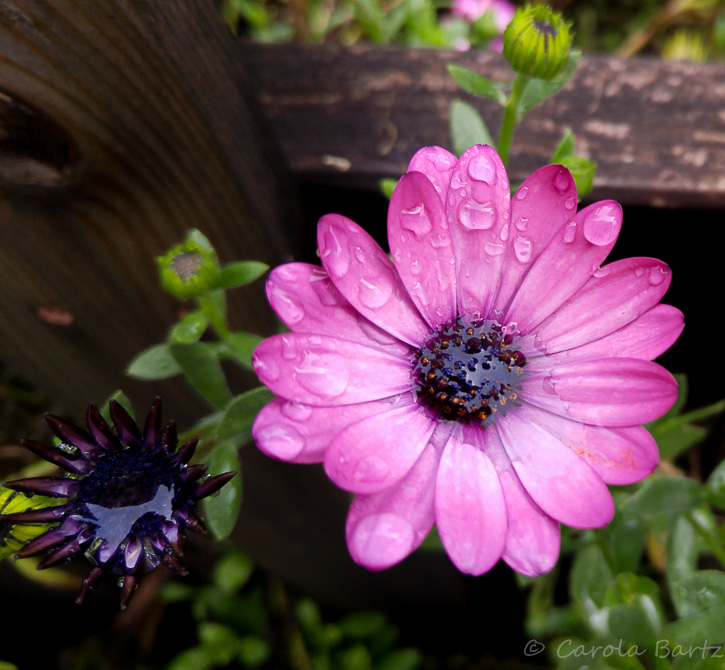 carola bARTz: Rain Jewels