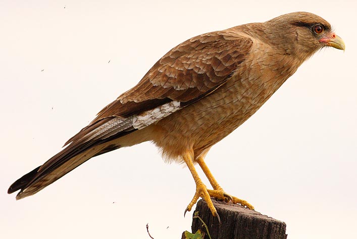 Haciendo heces: Aves cotidianas
