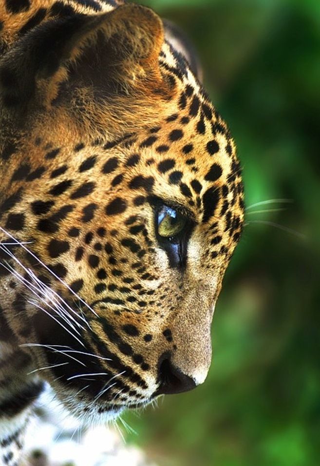 Beautiful Things: Wild animals are beautiful