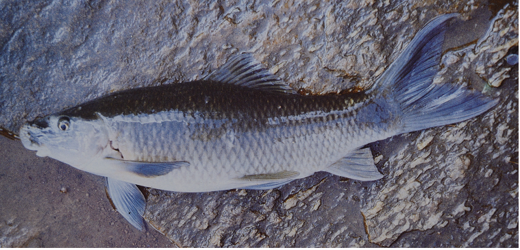 Labeo Fisheri - gadaya | FRESHWATER FISHES OF SRI LANKA